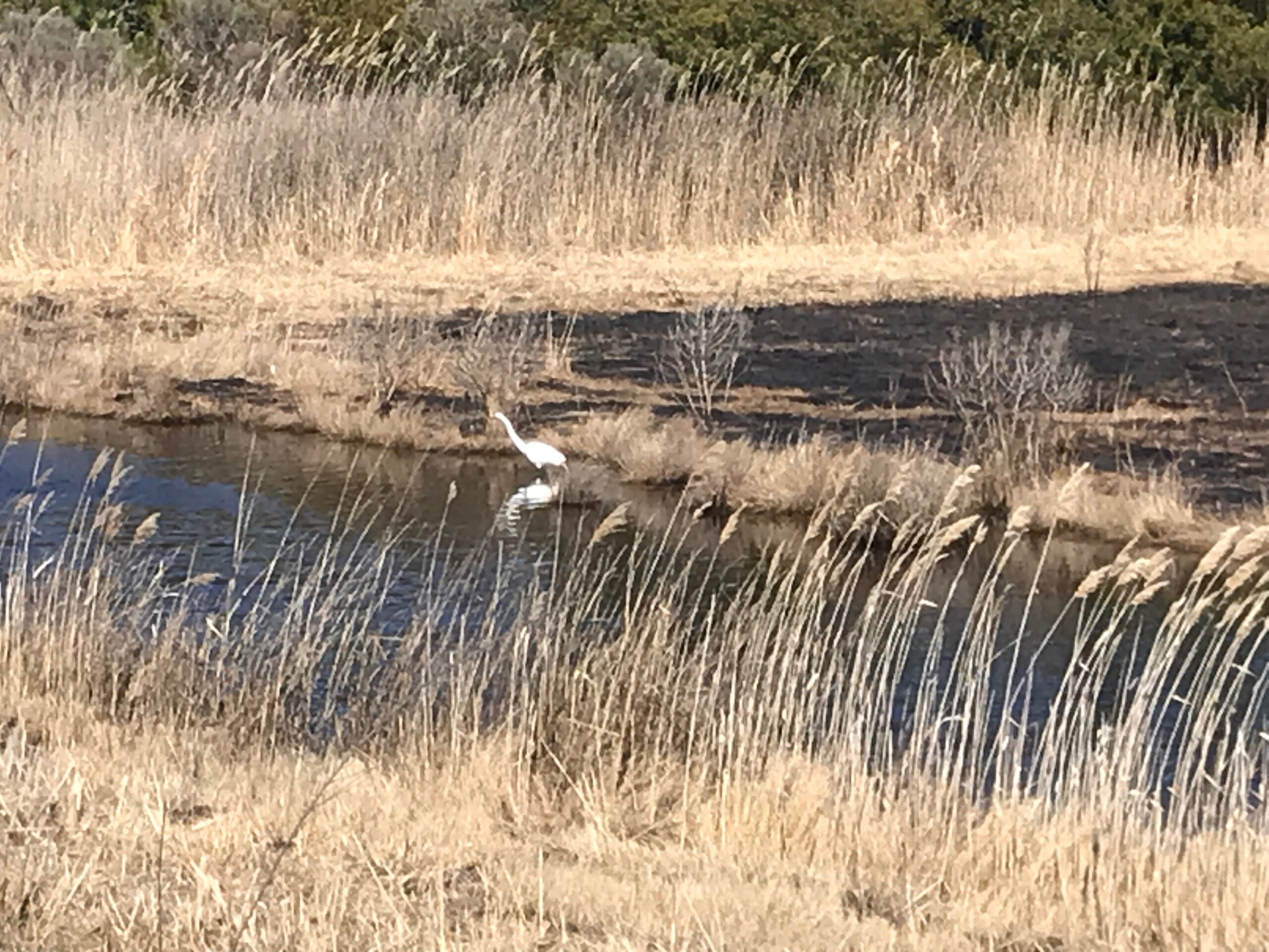 The Birds Beyond - A Walker in the Suburbs