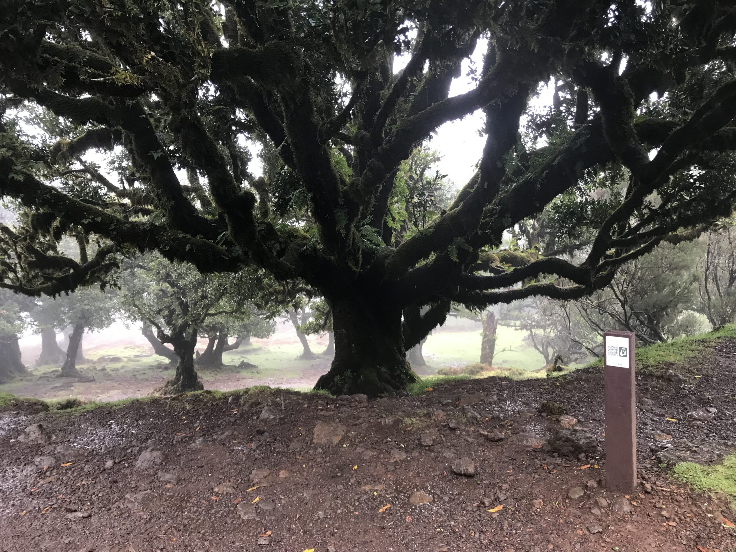 Fanal Forest - A Walker in the Suburbs