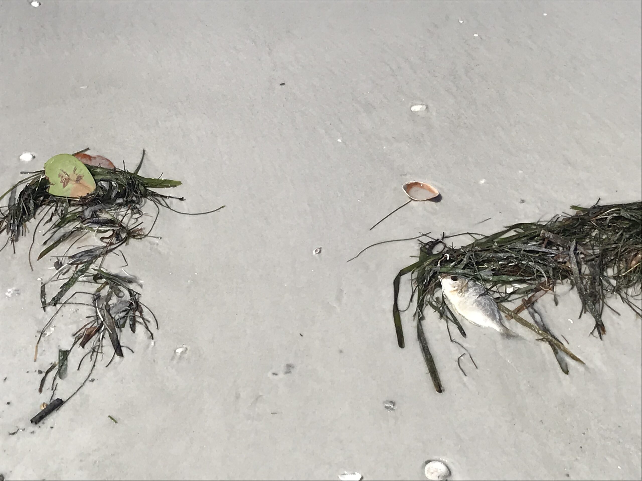 The Wrack - A Walker in the Suburbs